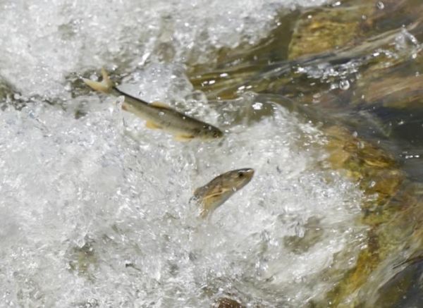 青海湖湟鱼什么时候洄游_青海湖湟鱼为什么不能吃-第3张图片-山城妙识