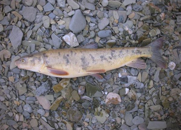 青海湖湟鱼什么时候洄游_青海湖湟鱼为什么不能吃-第2张图片-山城妙识
