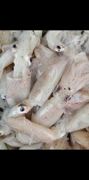 海兔图片大全_海兔是兔子还是海洋生物-第3张图片-山城妙识 海兔图片大全_海兔是兔子还是海洋生物-第3张图片-山城妙识