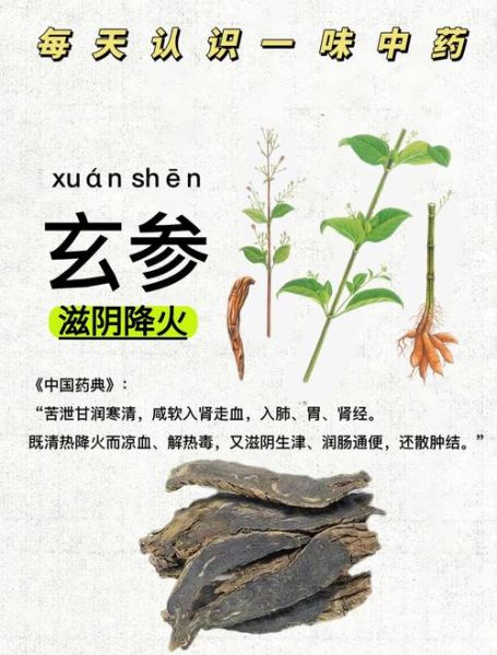 玄参的功效与作用_玄参适合什么人吃-第1张图片-山城妙识 玄参的功效与作用_玄参适合什么人吃-第1张图片-山城妙识