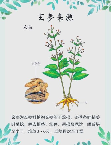 玄参的功效与作用_玄参适合什么人吃-第2张图片-山城妙识 玄参的功效与作用_玄参适合什么人吃-第2张图片-山城妙识