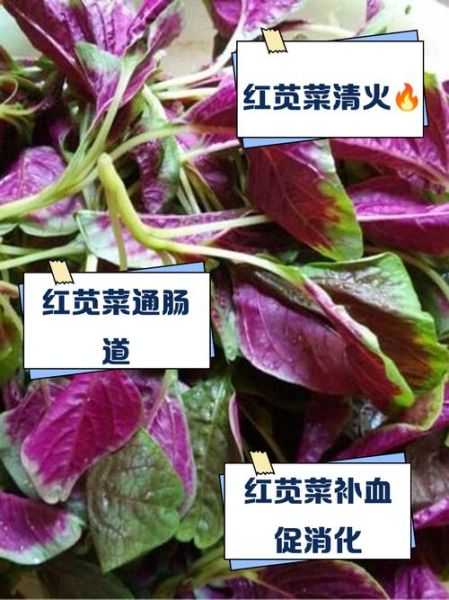 红叶苋菜补血吗_红叶苋菜怎么吃最营养-第1张图片-山城妙识 红叶苋菜补血吗_红叶苋菜怎么吃最营养-第1张图片-山城妙识