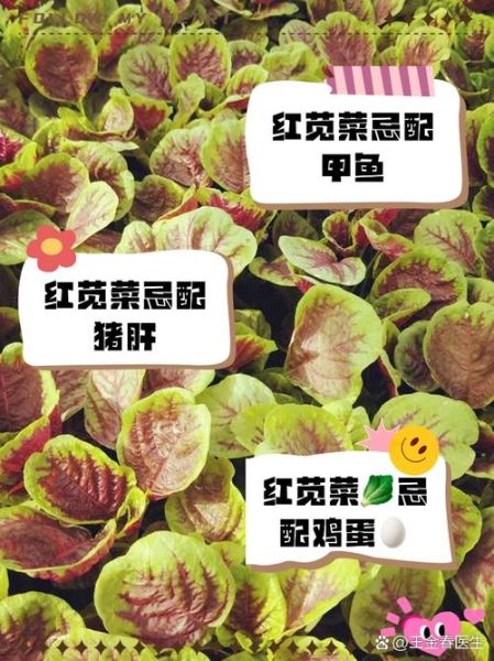 红叶苋菜补血吗_红叶苋菜怎么吃最营养-第3张图片-山城妙识 红叶苋菜补血吗_红叶苋菜怎么吃最营养-第3张图片-山城妙识
