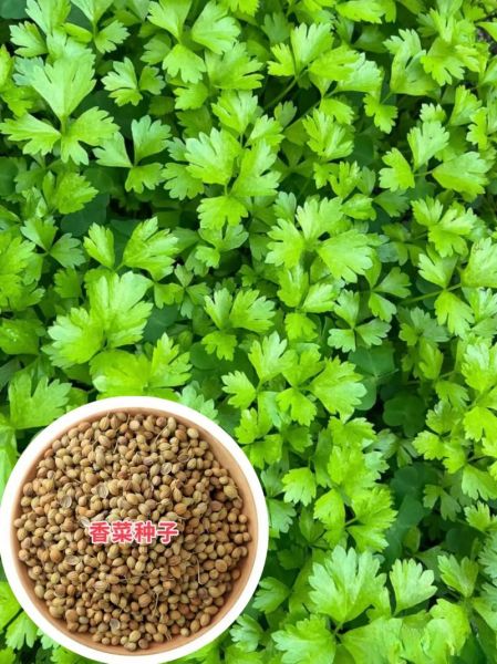 香菜图片大全大图高清_如何挑选新鲜香菜-第1张图片-山城妙识 香菜图片大全大图高清_如何挑选新鲜香菜-第1张图片-山城妙识