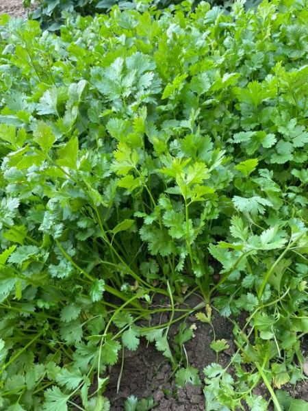 香菜图片大全大图高清_如何挑选新鲜香菜-第3张图片-山城妙识 香菜图片大全大图高清_如何挑选新鲜香菜-第3张图片-山城妙识