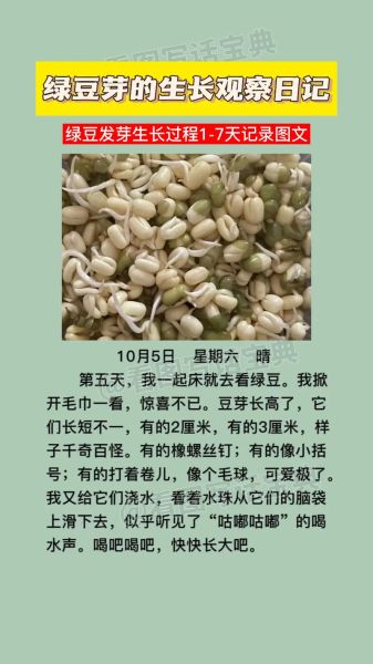 绿豆发芽需要几天_绿豆发芽第一天到第三天变化-第3张图片-山城妙识 绿豆发芽需要几天_绿豆发芽第一天到第三天变化-第3张图片-山城妙识