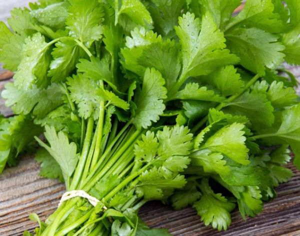 香菜图片大全大图高清_如何挑选新鲜香菜-第2张图片-山城妙识 香菜图片大全大图高清_如何挑选新鲜香菜-第2张图片-山城妙识