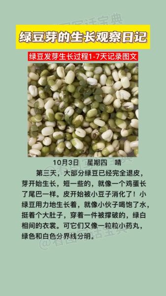 绿豆发芽需要几天_绿豆发芽第一天到第三天变化-第2张图片-山城妙识 绿豆发芽需要几天_绿豆发芽第一天到第三天变化-第2张图片-山城妙识