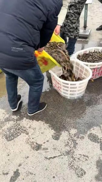 泥鳅打窝泥鳅不跑吗_泥鳅打窝的正确方法-第1张图片-山城妙识