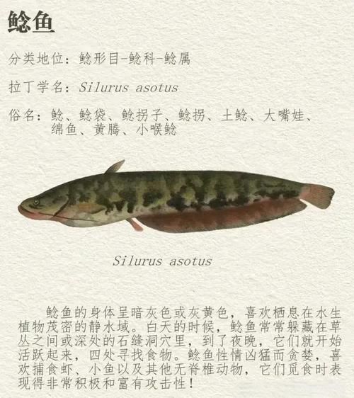 四须鲶鱼是什么鱼_四须鲶鱼和普通鲶鱼区别-第3张图片-山城妙识 四须鲶鱼是什么鱼_四须鲶鱼和普通鲶鱼区别-第3张图片-山城妙识