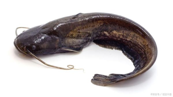 四须鲶鱼是什么鱼_四须鲶鱼和普通鲶鱼区别-第2张图片-山城妙识 四须鲶鱼是什么鱼_四须鲶鱼和普通鲶鱼区别-第2张图片-山城妙识