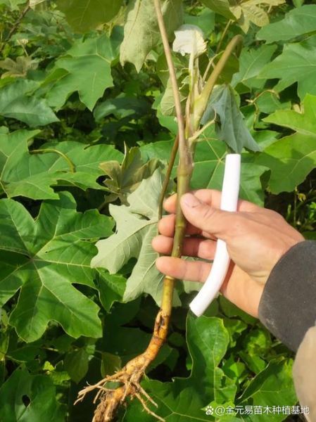 通草图片大全_通草长什么样-第1张图片-山城妙识 通草图片大全_通草长什么样-第1张图片-山城妙识