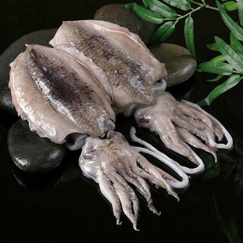 墨鱼图片大全大图真实_墨鱼高清照片哪里找-第1张图片-山城妙识 墨鱼图片大全大图真实_墨鱼高清照片哪里找-第1张图片-山城妙识