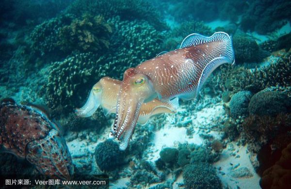墨鱼图片大全大图真实_墨鱼高清照片哪里找-第3张图片-山城妙识 墨鱼图片大全大图真实_墨鱼高清照片哪里找-第3张图片-山城妙识