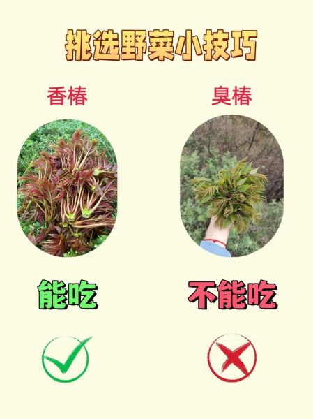 农村常见野菜有哪些_如何辨别可食用野菜-第1张图片-山城妙识