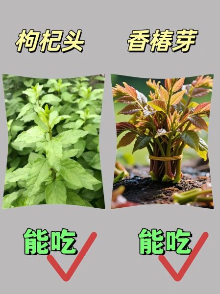 农村常见野菜有哪些_如何辨别可食用野菜-第2张图片-山城妙识
