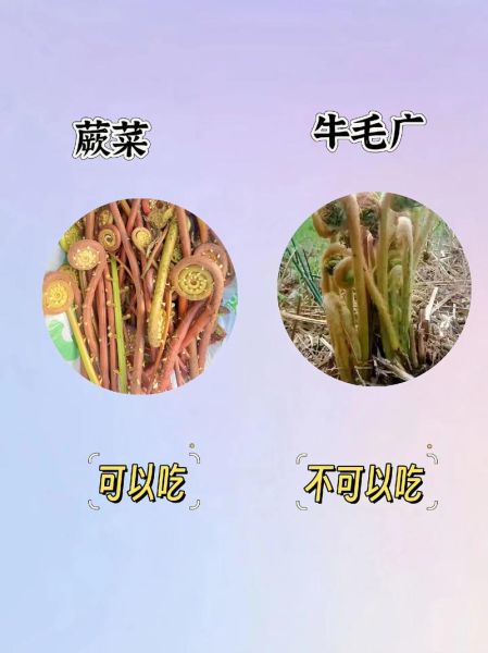 农村常见野菜有哪些_如何辨别可食用野菜-第3张图片-山城妙识