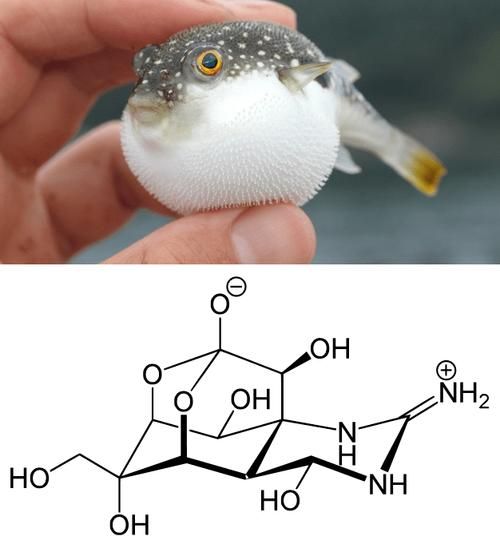 河豚毒素1克多少钱_河豚毒素价格查询-第2张图片-山城妙识 河豚毒素1克多少钱_河豚毒素价格查询-第2张图片-山城妙识