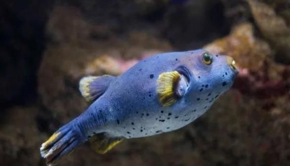 河豚毒素1克多少钱_河豚毒素价格查询-第1张图片-山城妙识 河豚毒素1克多少钱_河豚毒素价格查询-第1张图片-山城妙识