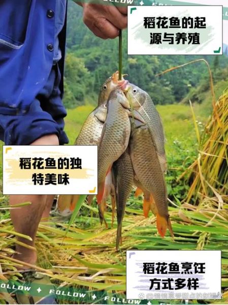 稻花鱼养殖方法_稻花鱼养殖技术要点-第2张图片-山城妙识