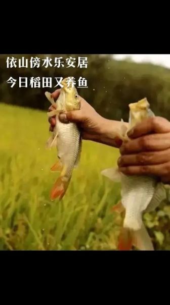 稻花鱼养殖方法_稻花鱼养殖技术要点-第3张图片-山城妙识