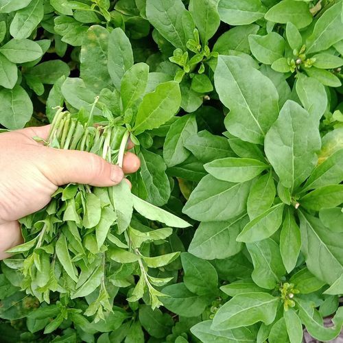 枸杞菜怎么做好吃_枸杞菜的功效与作用-第2张图片-山城妙识 枸杞菜怎么做好吃_枸杞菜的功效与作用-第2张图片-山城妙识