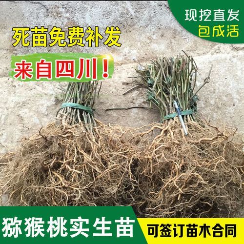 野生猕猴桃树怎么种_野生猕猴桃树几年结果-第3张图片-山城妙识 野生猕猴桃树怎么种_野生猕猴桃树几年结果-第3张图片-山城妙识