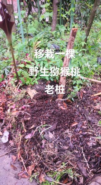 野生猕猴桃树怎么种_野生猕猴桃树几年结果-第1张图片-山城妙识 野生猕猴桃树怎么种_野生猕猴桃树几年结果-第1张图片-山城妙识