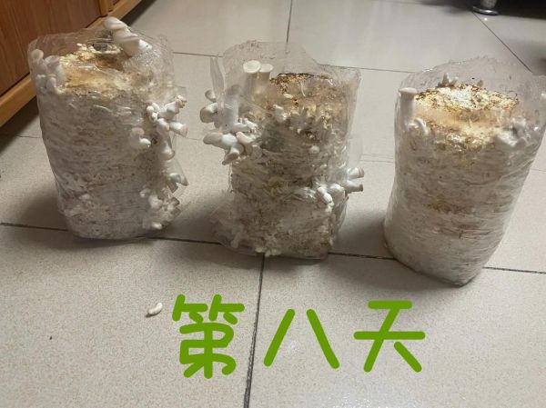 平菇栽培技术_平菇出菇慢怎么办-第1张图片-山城妙识 平菇栽培技术_平菇出菇慢怎么办-第1张图片-山城妙识