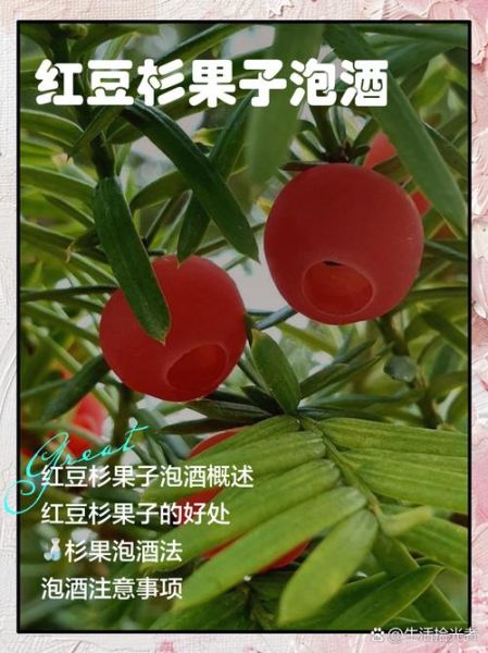 红豆杉泡酒怎么泡_红豆杉泡酒配方比例-第2张图片-山城妙识 红豆杉泡酒怎么泡_红豆杉泡酒配方比例-第2张图片-山城妙识