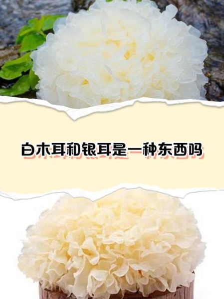 雪耳和银耳的区别_哪个更营养-第3张图片-山城妙识 雪耳和银耳的区别_哪个更营养-第3张图片-山城妙识