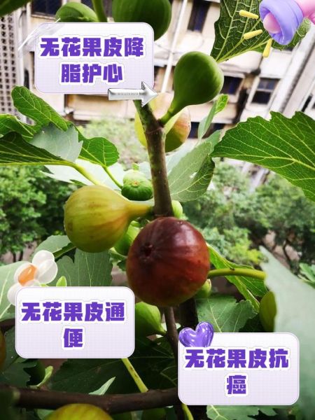 无花果可以带皮吃吗_无花果皮能吃吗-第1张图片-山城妙识 无花果可以带皮吃吗_无花果皮能吃吗-第1张图片-山城妙识