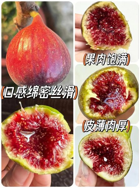 无花果可以带皮吃吗_无花果皮能吃吗-第2张图片-山城妙识 无花果可以带皮吃吗_无花果皮能吃吗-第2张图片-山城妙识