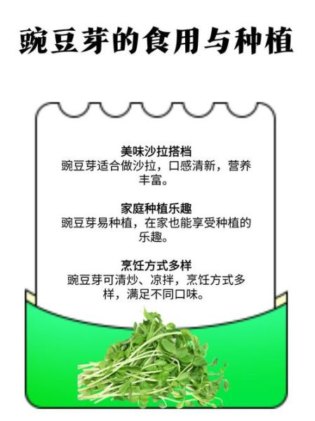 豌豆芽怎么下载_豌豆芽下载安全吗-第3张图片-山城妙识 豌豆芽怎么下载_豌豆芽下载安全吗-第3张图片-山城妙识
