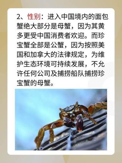 珍宝蟹多少钱一斤_珍宝蟹价格走势-第1张图片-山城妙识 珍宝蟹多少钱一斤_珍宝蟹价格走势-第1张图片-山城妙识