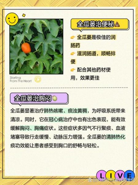 瓜蒌花有什么功效_瓜蒌花怎么泡水喝-第3张图片-山城妙识 瓜蒌花有什么功效_瓜蒌花怎么泡水喝-第3张图片-山城妙识