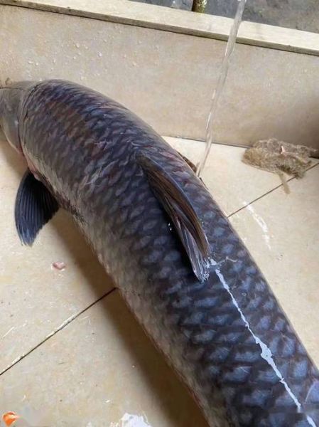 青鱼图片_青鱼长什么样-第2张图片-山城妙识 青鱼图片_青鱼长什么样-第2张图片-山城妙识