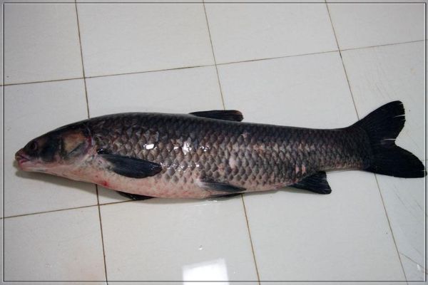 青鱼图片_青鱼长什么样-第3张图片-山城妙识 青鱼图片_青鱼长什么样-第3张图片-山城妙识