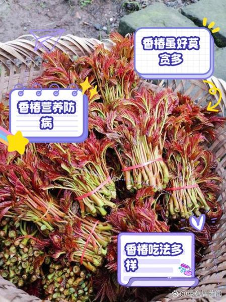 香椿菜的功效与作用_孕妇能吃吗-第1张图片-山城妙识 香椿菜的功效与作用_孕妇能吃吗-第1张图片-山城妙识