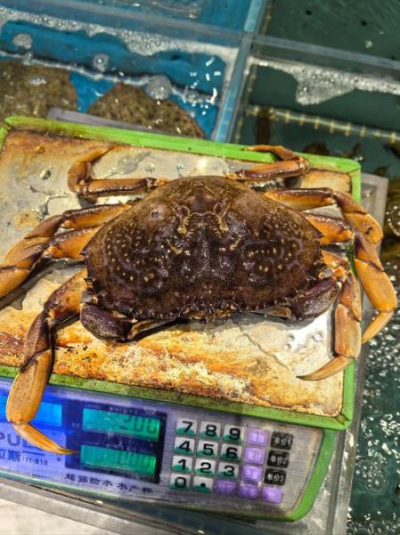 珍宝蟹价格多少钱一斤_珍宝蟹为什么这么贵-第3张图片-山城妙识