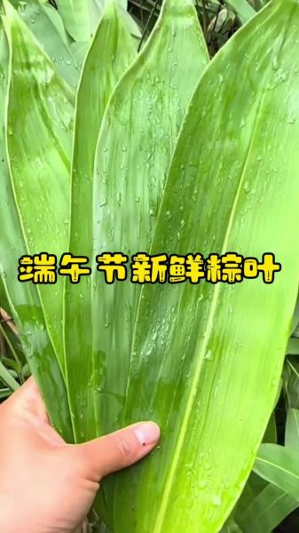 粽子叶子是什么叶子_粽子叶子怎么处理不裂-第2张图片-山城妙识