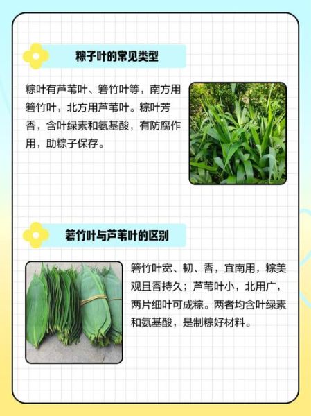 粽子叶子是什么叶子_粽子叶子怎么处理不裂-第3张图片-山城妙识