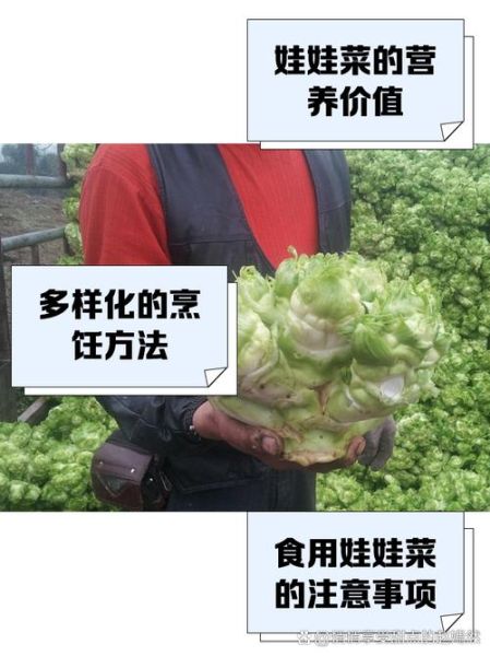 娃娃菜有甲醛是真的吗_如何辨别安全娃娃菜-第2张图片-山城妙识 娃娃菜有甲醛是真的吗_如何辨别安全娃娃菜-第2张图片-山城妙识