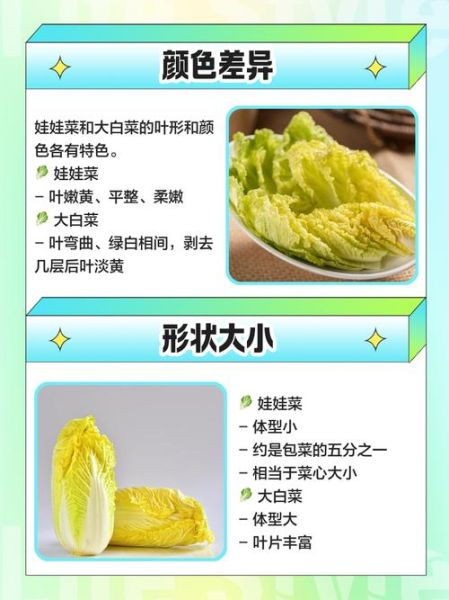 娃娃菜有甲醛是真的吗_如何辨别安全娃娃菜-第3张图片-山城妙识 娃娃菜有甲醛是真的吗_如何辨别安全娃娃菜-第3张图片-山城妙识