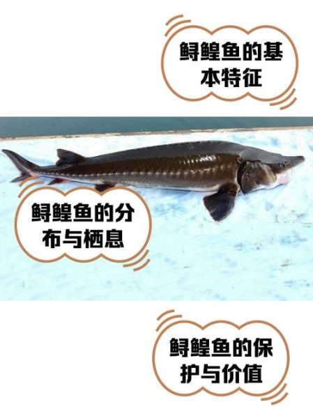 中华鲟是几级保护动物_中华鲟保护级别-第1张图片-山城妙识 中华鲟是几级保护动物_中华鲟保护级别-第1张图片-山城妙识