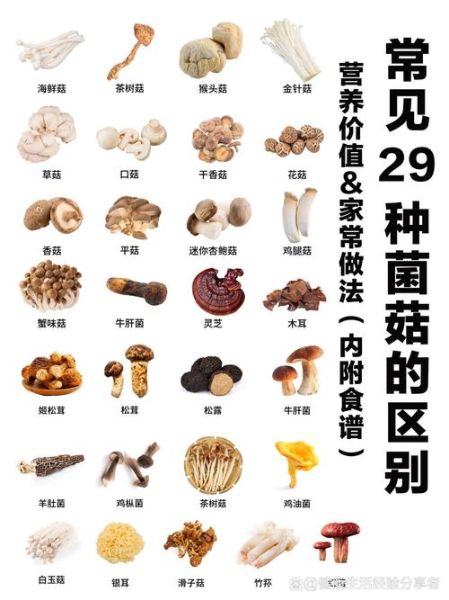 蘑菇的种类图片_如何快速识别常见品种-第1张图片-山城妙识 蘑菇的种类图片_如何快速识别常见品种-第1张图片-山城妙识