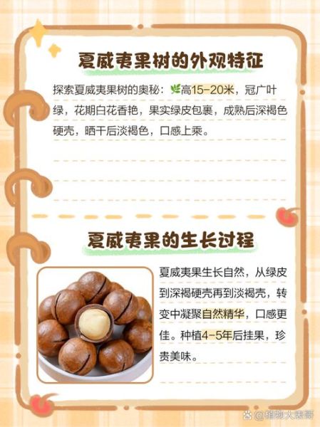 夏威夷果树长什么样_如何识别真假夏威夷果树-第1张图片-山城妙识 夏威夷果树长什么样_如何识别真假夏威夷果树-第1张图片-山城妙识