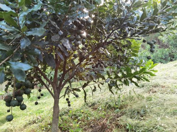 夏威夷果树长什么样_如何识别真假夏威夷果树-第3张图片-山城妙识 夏威夷果树长什么样_如何识别真假夏威夷果树-第3张图片-山城妙识