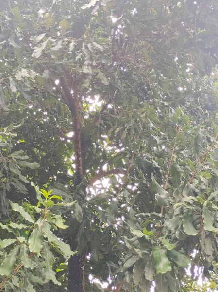 夏威夷果树长什么样_如何识别真假夏威夷果树-第2张图片-山城妙识 夏威夷果树长什么样_如何识别真假夏威夷果树-第2张图片-山城妙识