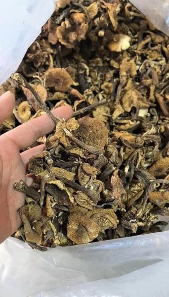 野生榛蘑多少钱一斤_野生榛蘑价格受哪些因素影响-第2张图片-山城妙识 野生榛蘑多少钱一斤_野生榛蘑价格受哪些因素影响-第2张图片-山城妙识